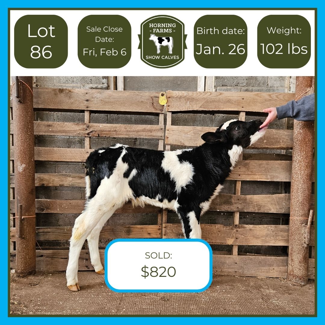 Lot 86 | Horning Farm's Show Calves – Horning's Farm Shop