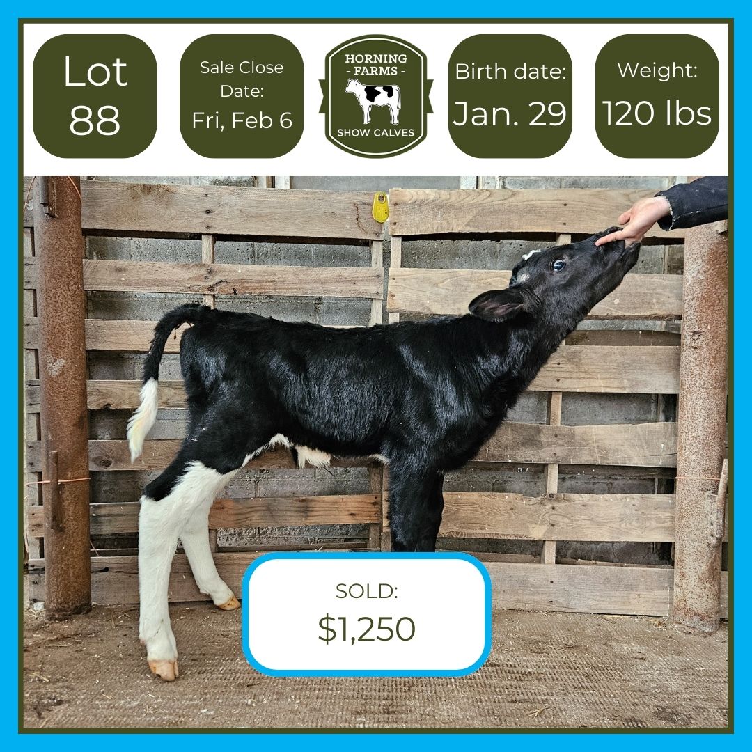 Lot 88 | Horning Farm's Show Calves – Horning's Farm Shop