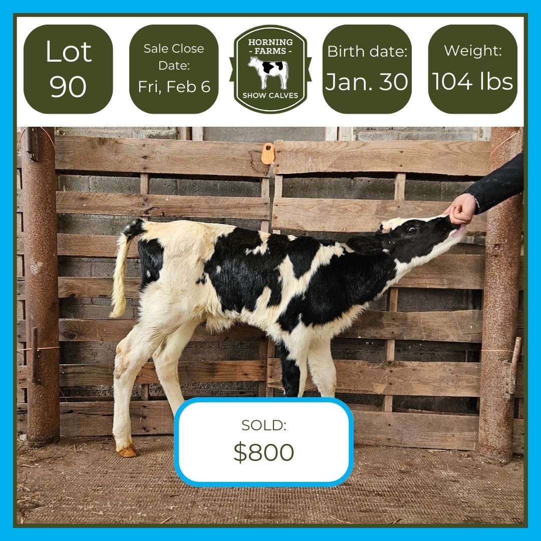 Lot 90 | Horning Farm's Show Calves – Horning's Farm Shop