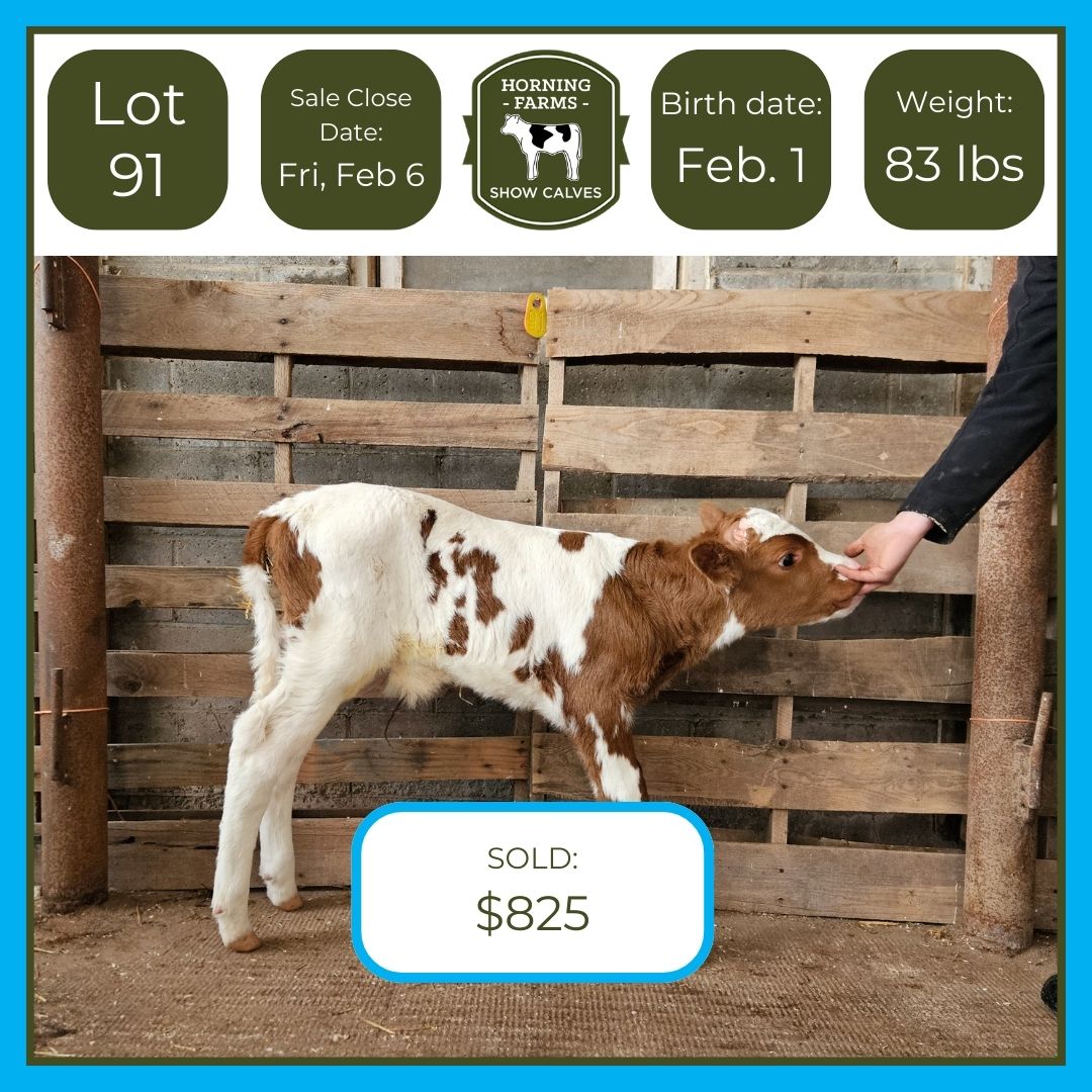 Lot 91 | Horning Farm's Show Calves – Horning's Farm Shop