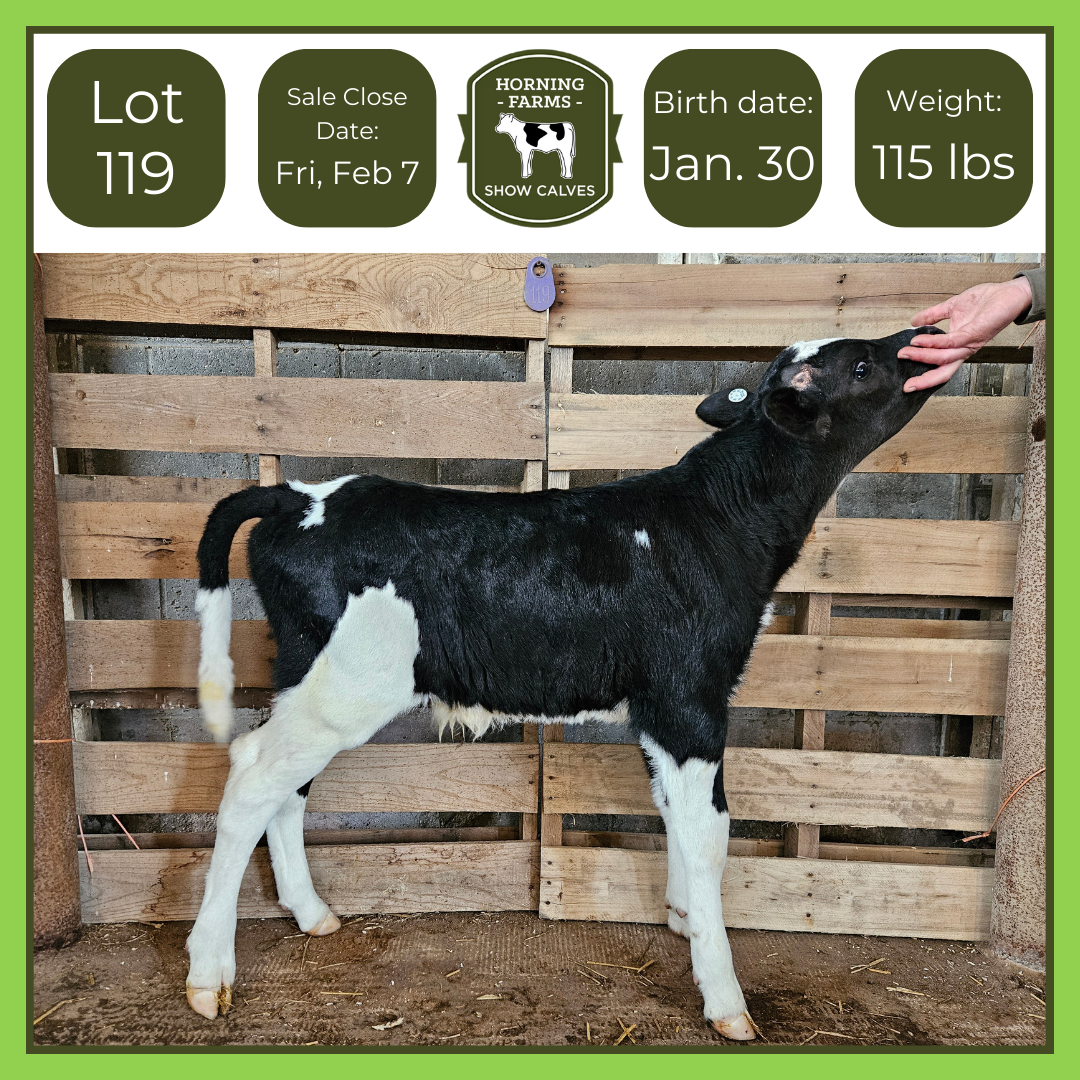 Lot 119 | Horning Farm's Show Calves – Horning's Farm Shop
