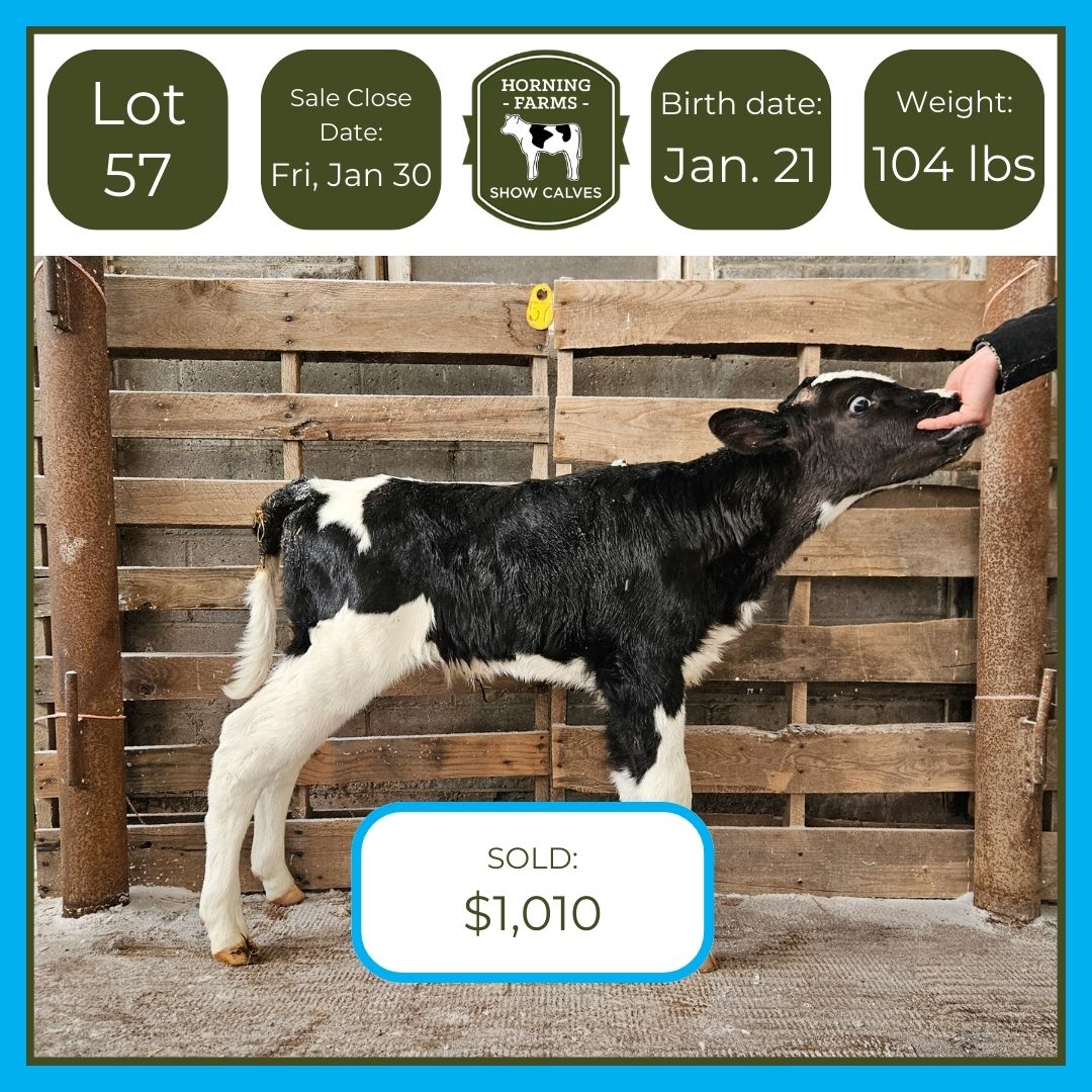 Lot 57 | Horning Farm's Show Calves – Horning's Farm Shop