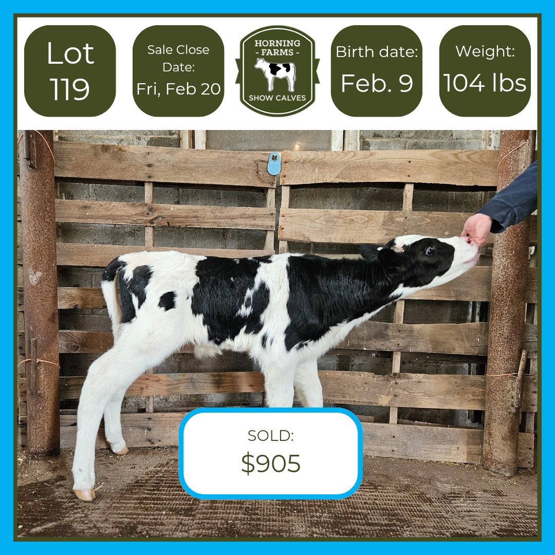 Lot 119 | Horning Farm's Show Calves – Horning's Farm Shop